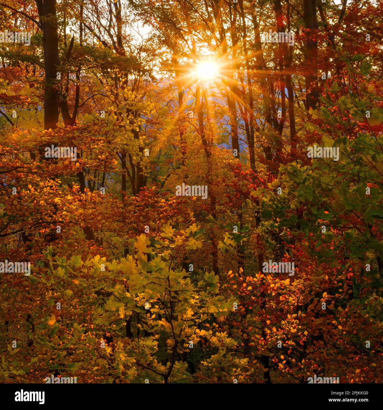 Autumn in the forest of the Koszeg mountains (Koszegi Hegyseg) near ...