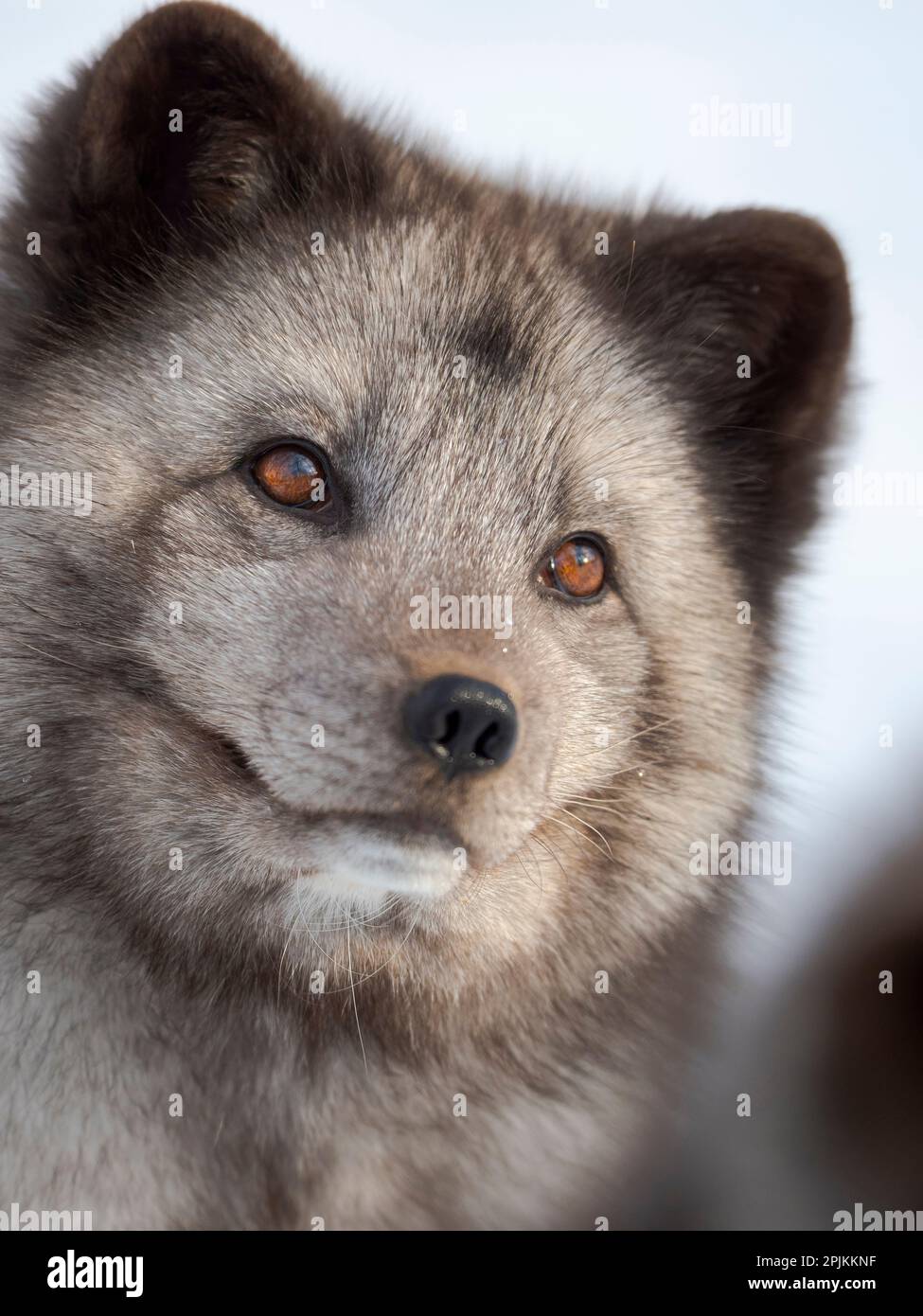 Arctic Fox With Blue Eyes