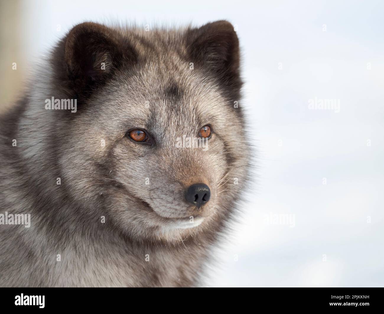 Arctic fox face hi-res stock photography and images - Alamy
