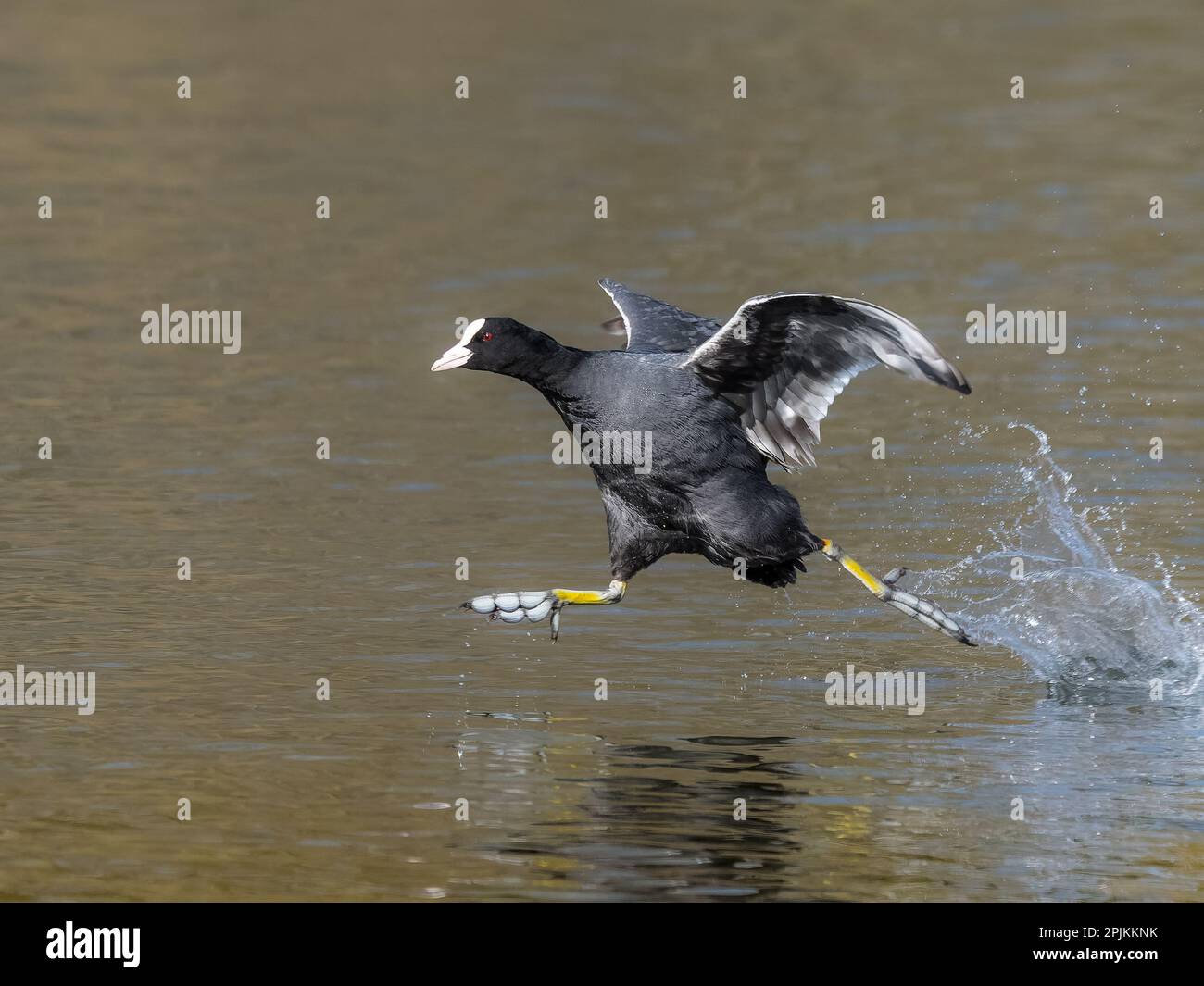 Coot running on water - Action Shot Stock Photo - Alamy