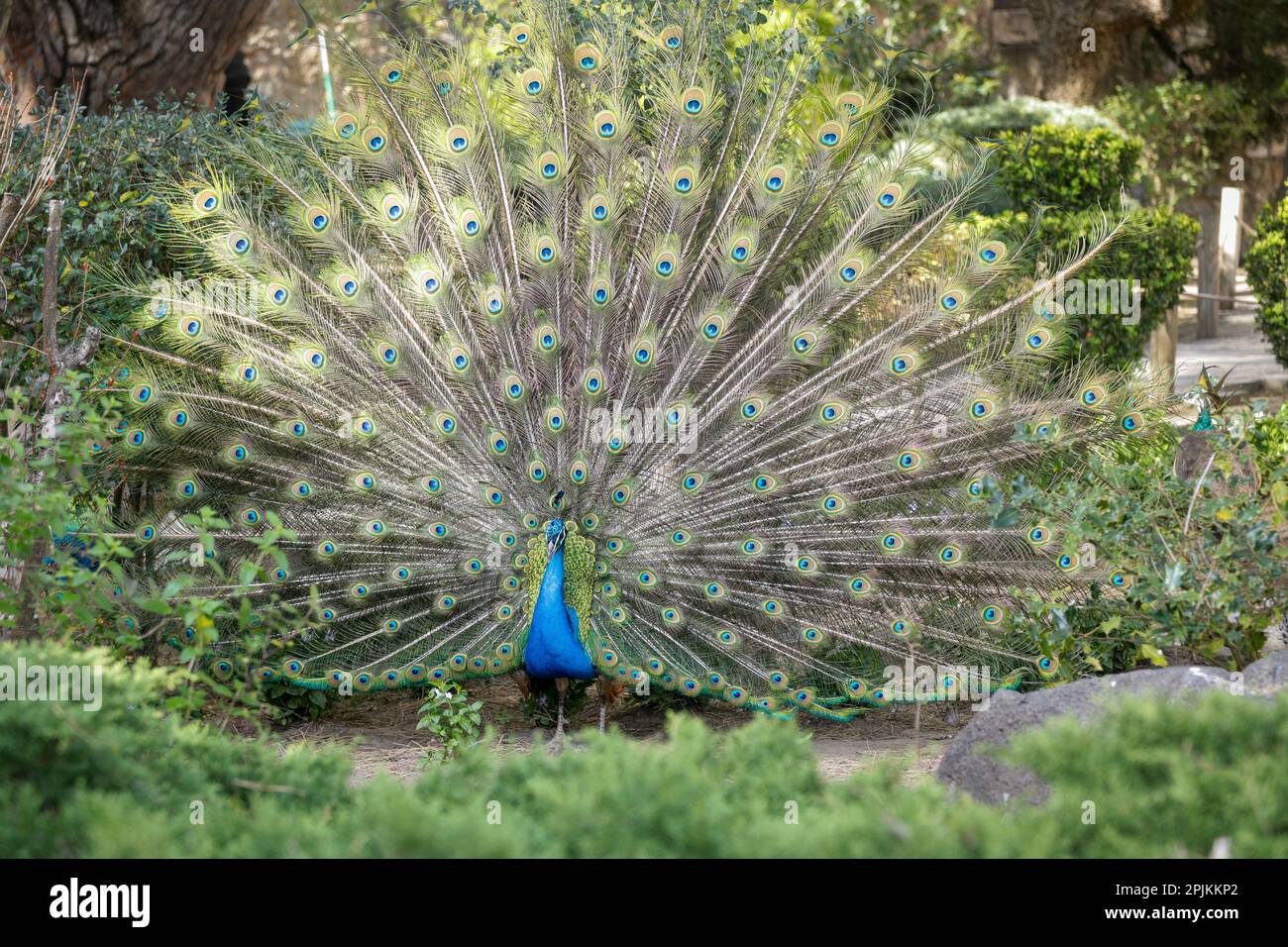 Lisbon, Portugal. Castelo Sao Jorge. Peacocks reside on the castle ...