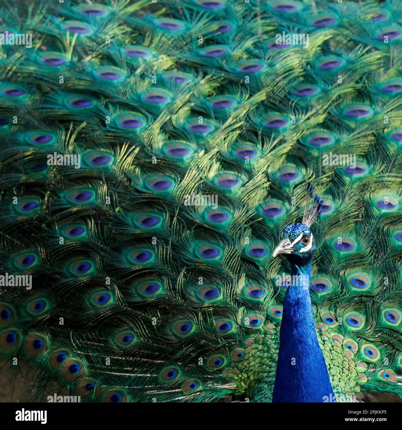 Lisbon, Portugal. Castelo Sao Jorge. Peacocks reside on the castle ...