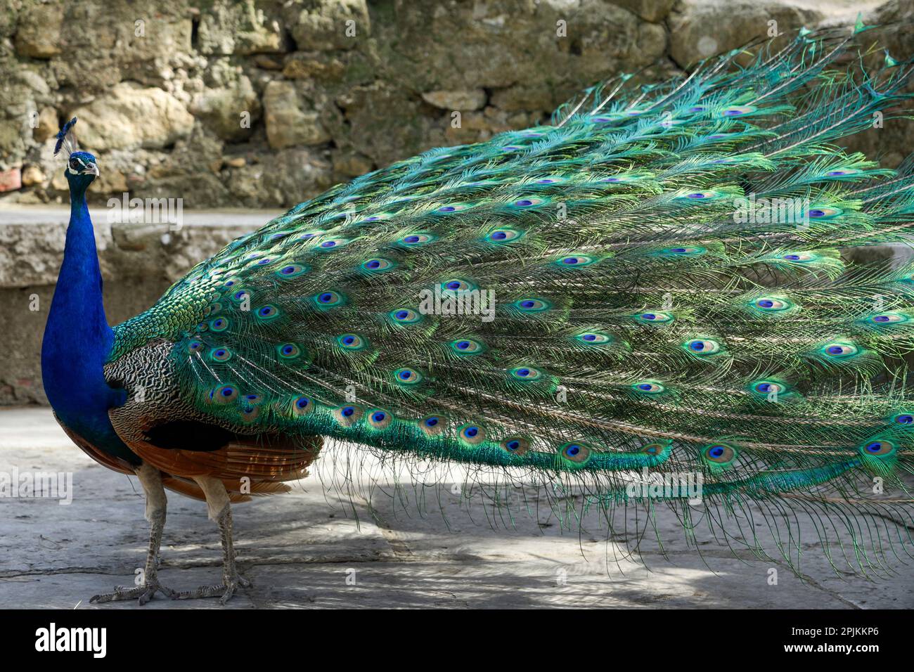 Lisbon, Portugal. Castelo Sao Jorge. Peacocks reside on the castle ...
