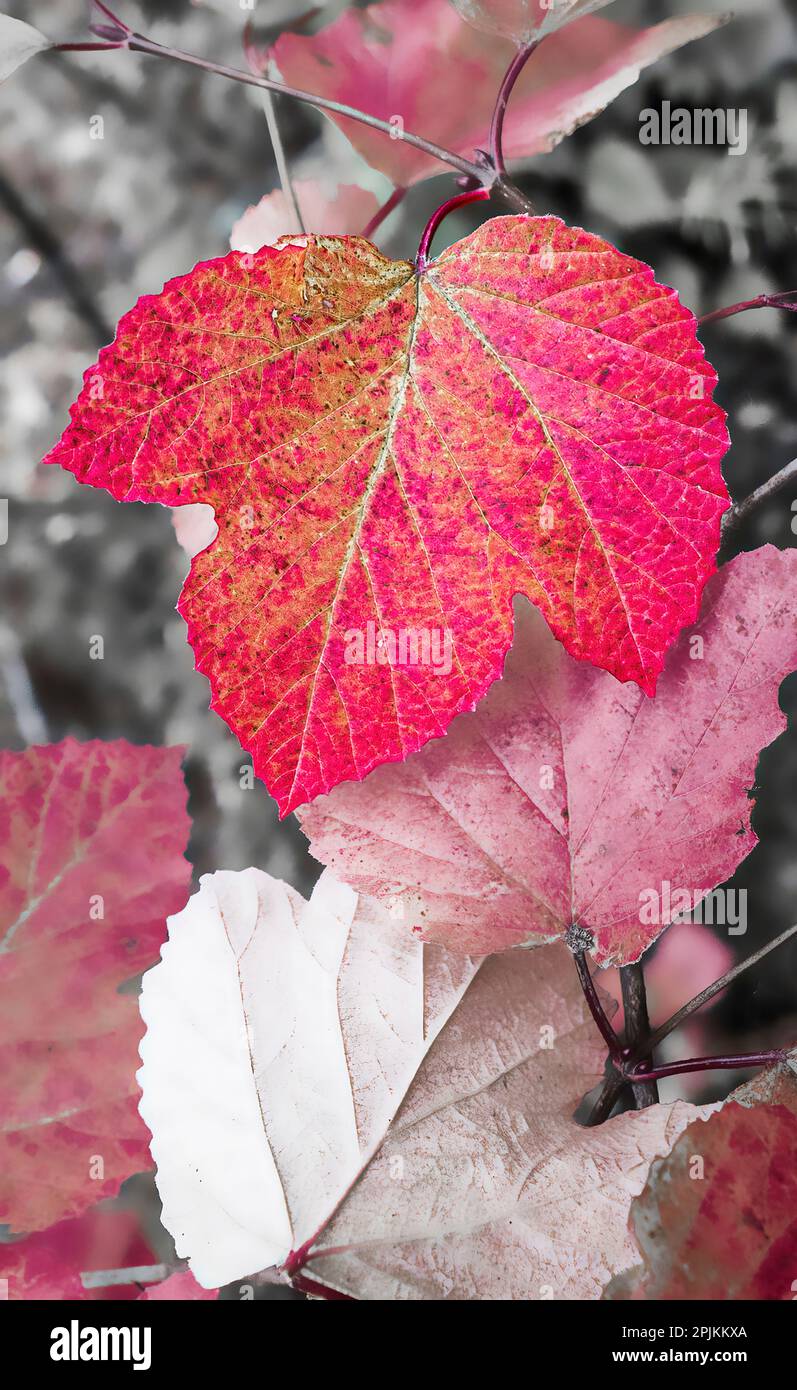 Close-up of an sycamore leaf rendered in red and grey Stock Photo - Alamy