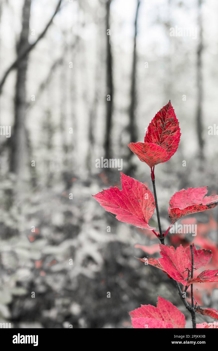 Sycamore branch in forest setting Stock Photo - Alamy