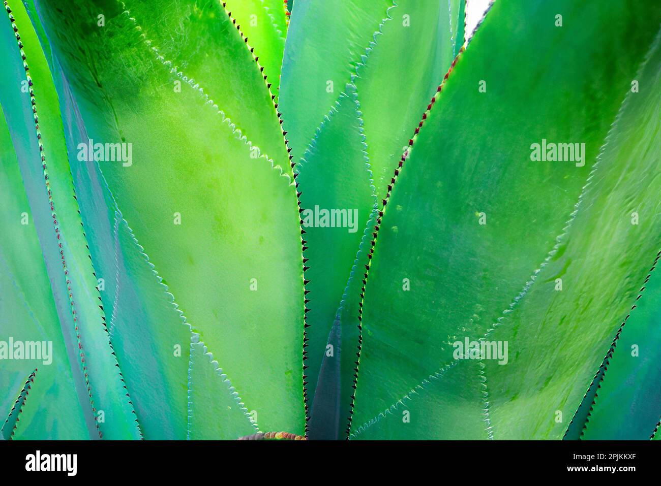 Agave leaves hi-res stock photography and images - Alamy