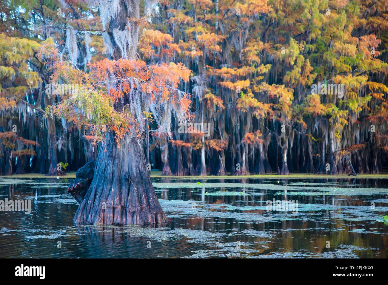 Bald cypress tree deciduous conifer hi-res stock photography and images ...