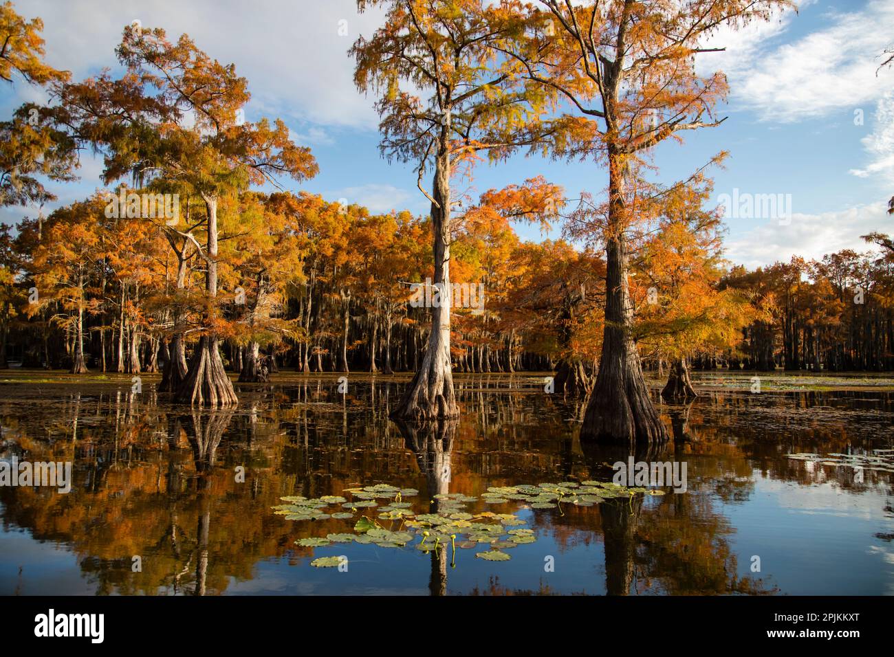 Bald cypress in fall color Stock Photo - Alamy