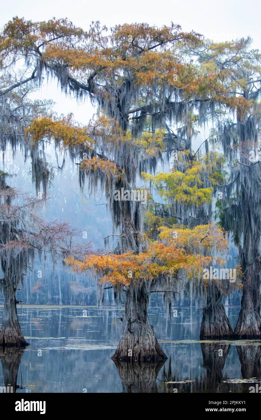 Flooded forest of lake caddo hi-res stock photography and images - Alamy