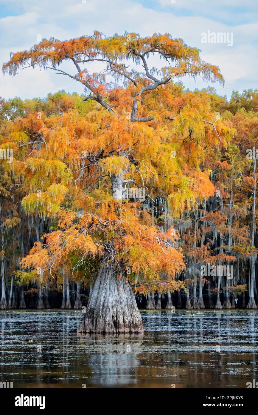 Gold cypress hi-res stock photography and images - Alamy