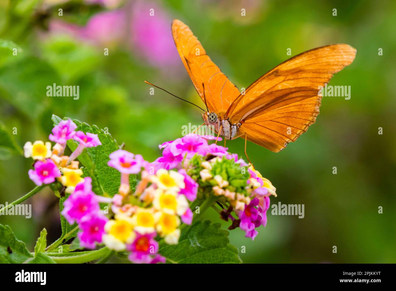 Julia Heliconian nectaring at lantana flowers Stock Photo - Alamy