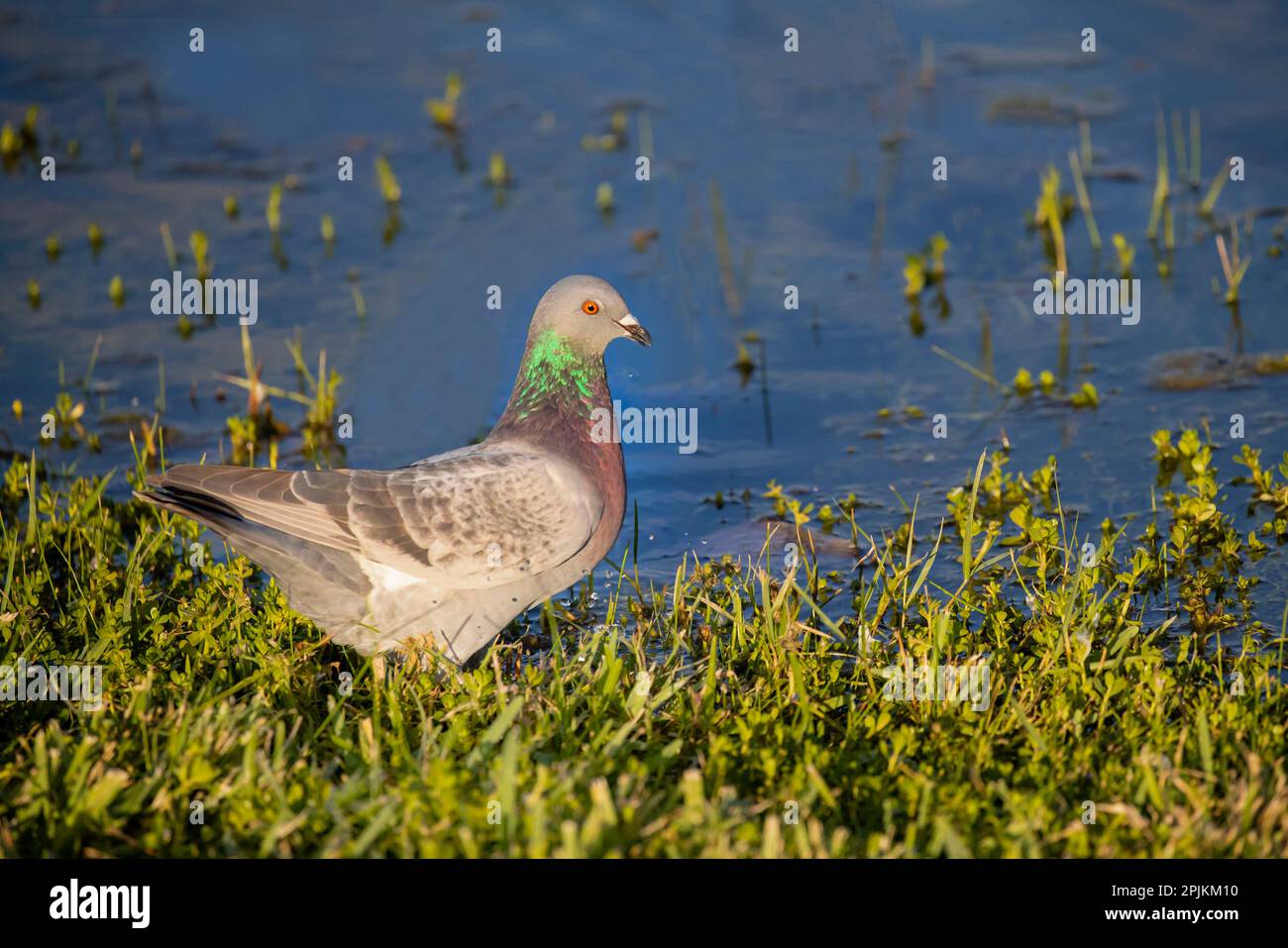 Rock dove drinking Stock Photo - Alamy