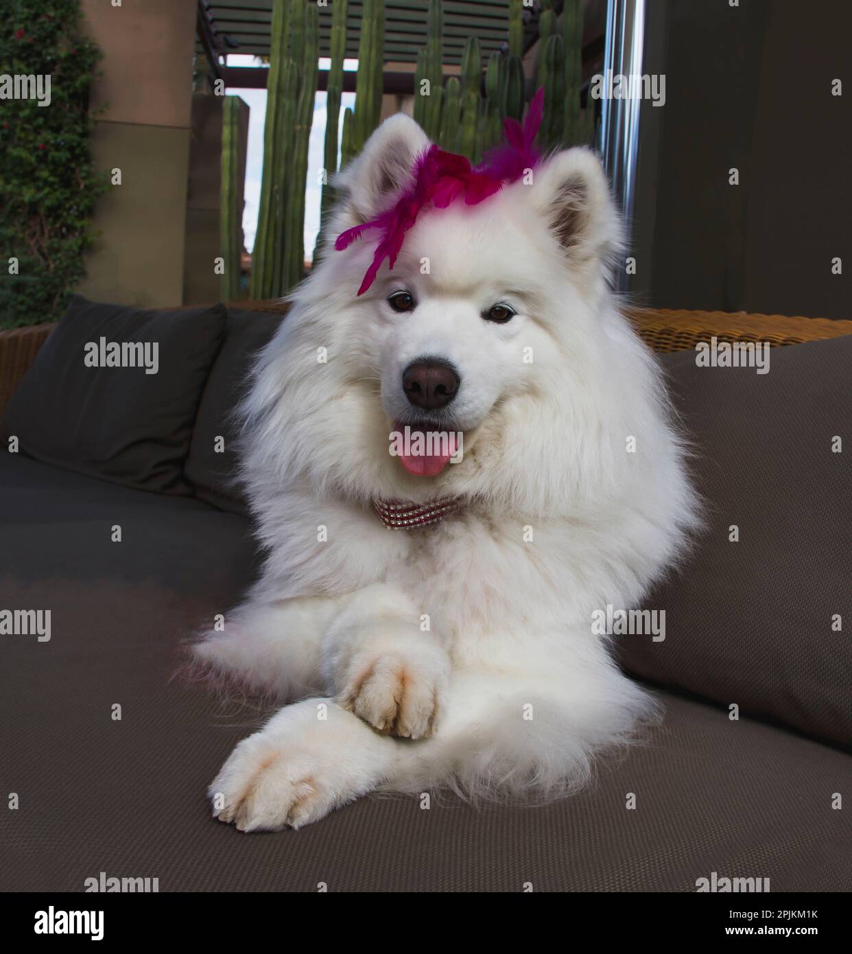 Samoyed in Palm Desert, California Stock Photo - Alamy