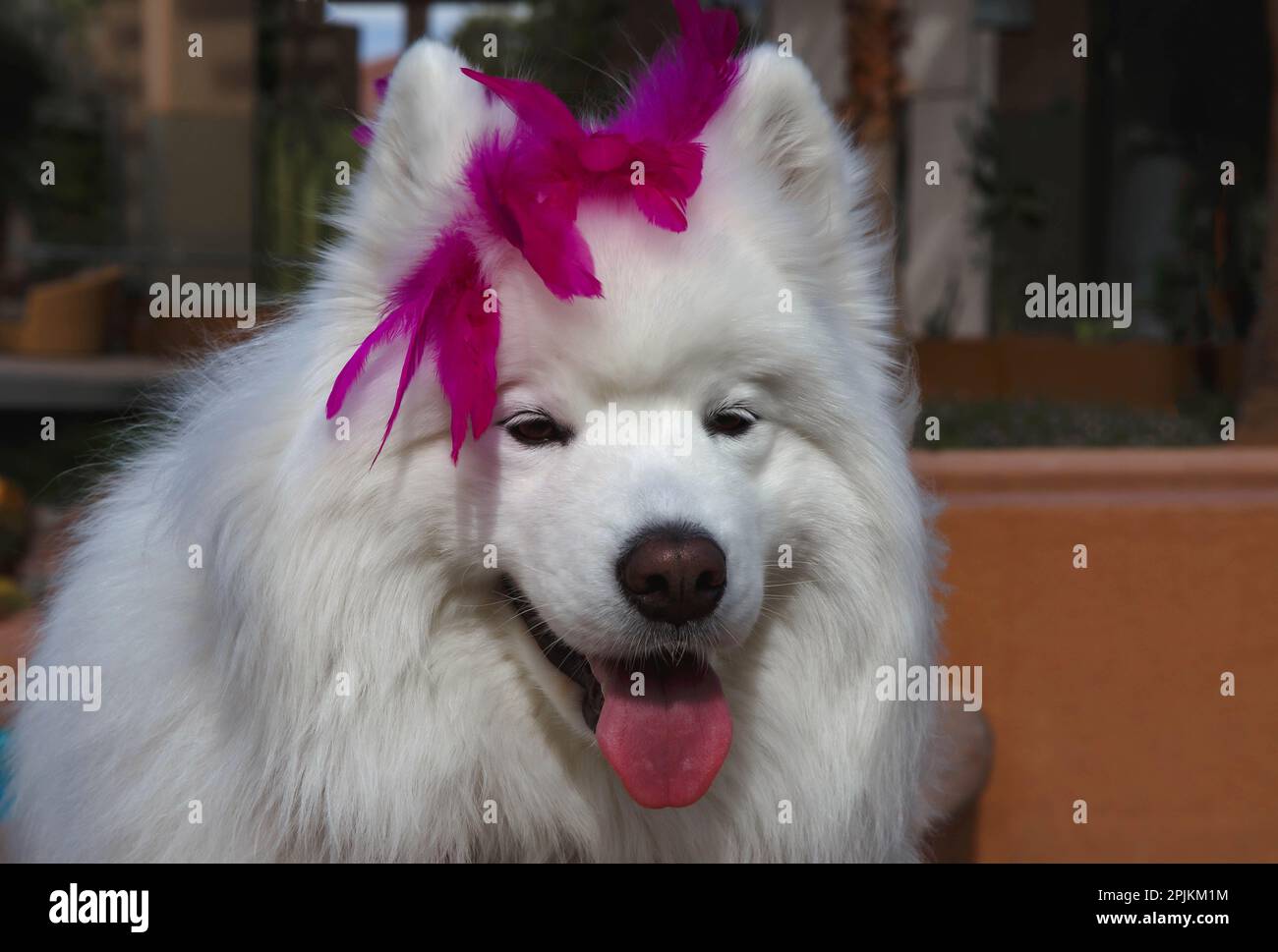 Happy samoyed hi-res stock photography and images - Alamy