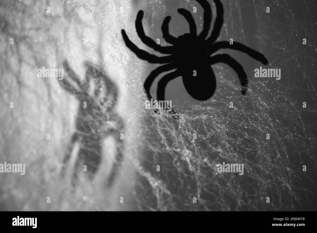 Halloween scary black spider Black and White Stock Photos & Images - Alamy
