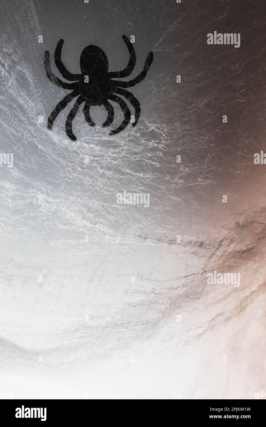 Spider on web Stock Photo - Alamy