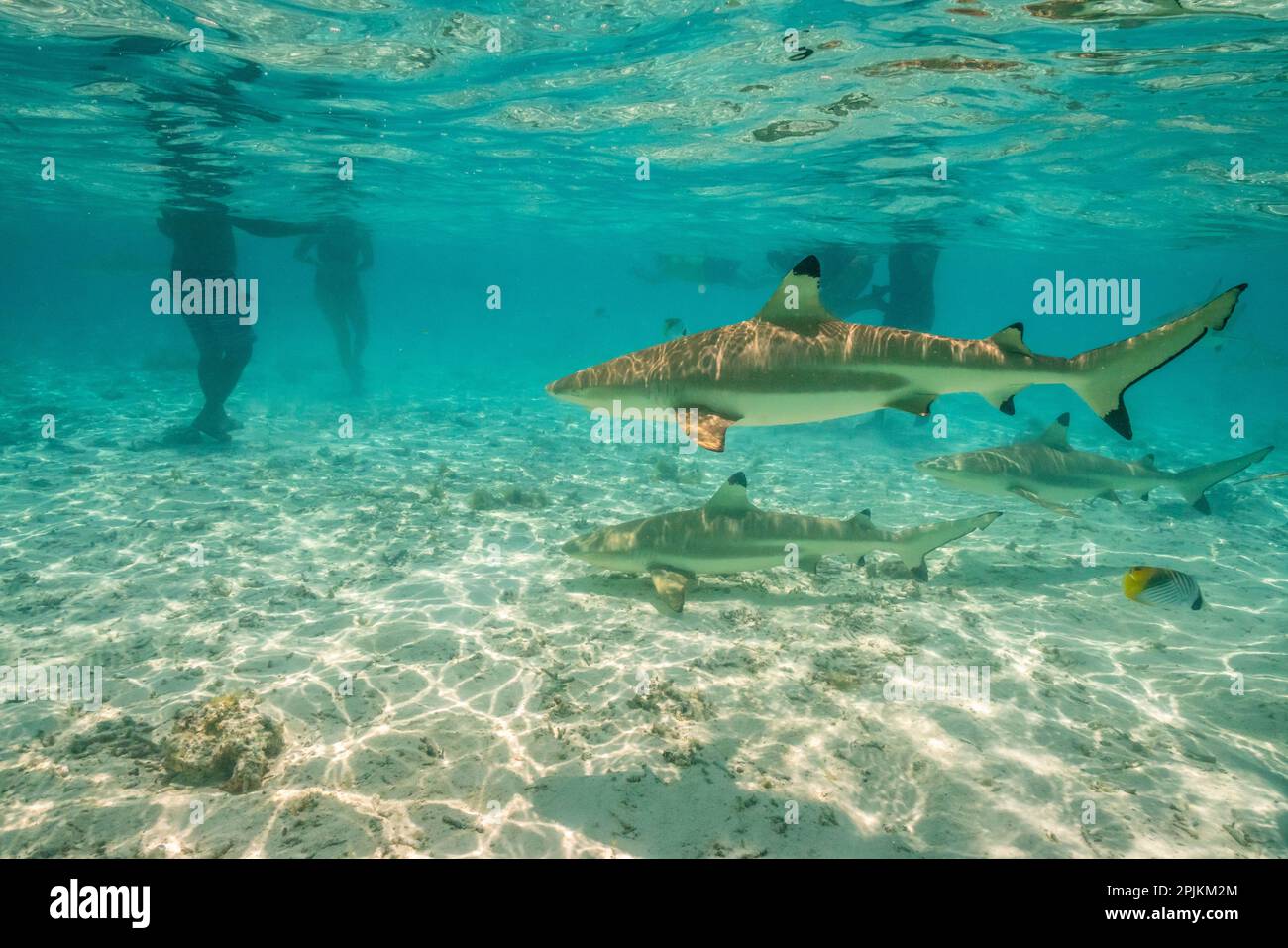 French Polynesia, Bora Bora. Black-tip reef sharks near tourists Stock ...