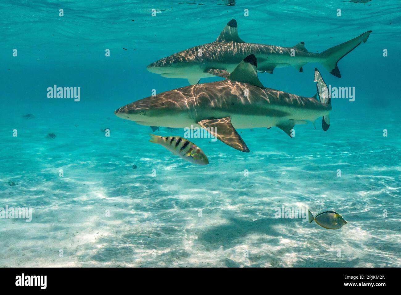 French Polynesia, Moorea. Black-tipped reef sharks Stock Photo - Alamy