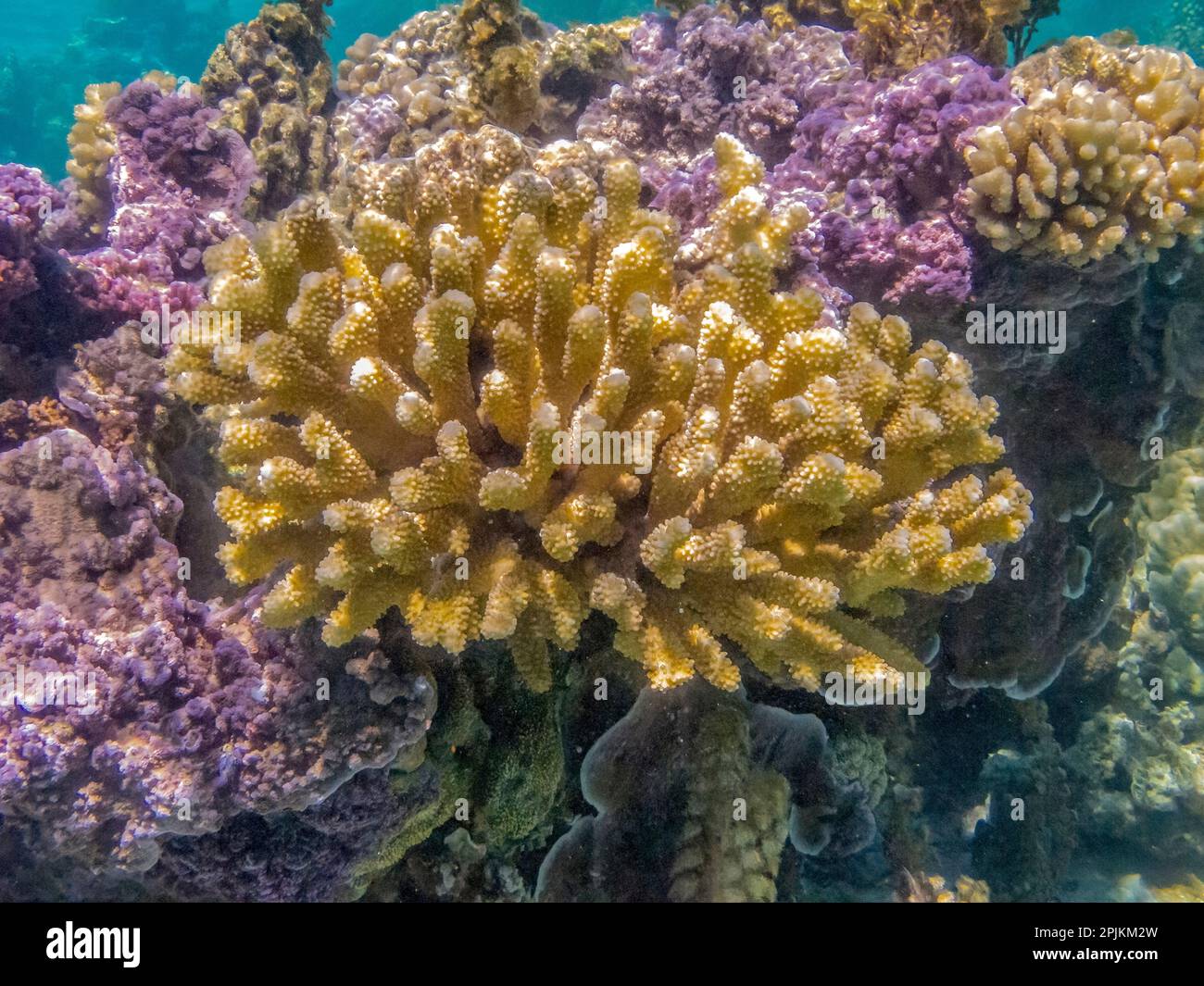 French Polynesia, Bora Bora. Close-up of coral garden Stock Photo - Alamy