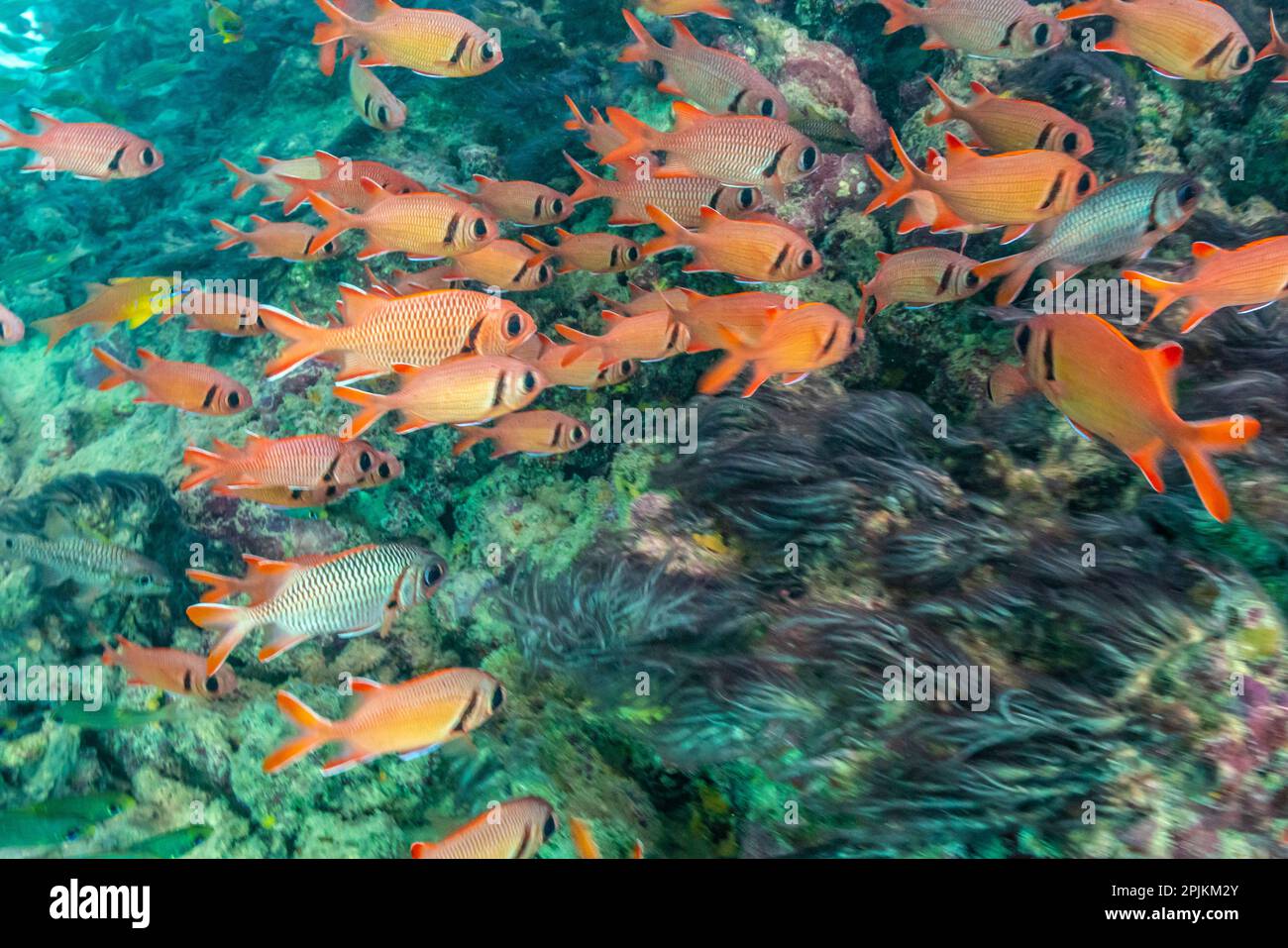 French polynesia fish hi-res stock photography and images - Alamy