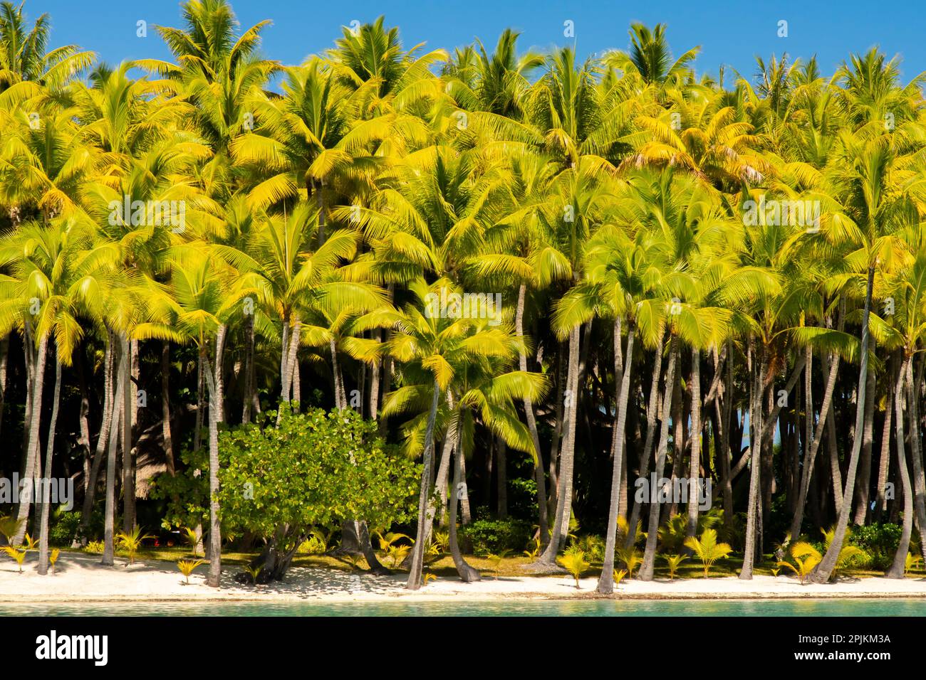 French Polynesia, Bora Bora. Palm trees and beach Stock Photo - Alamy