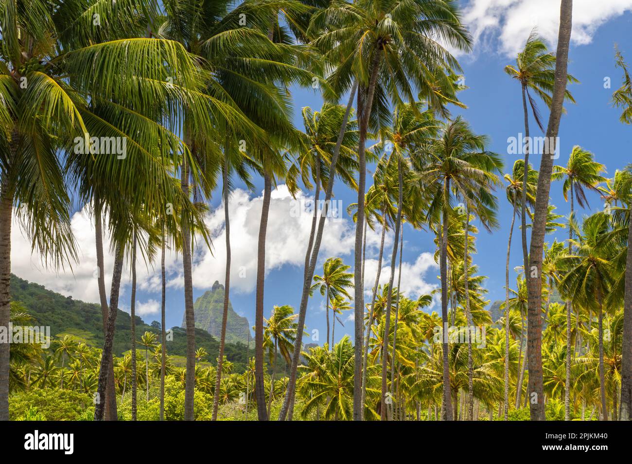 French Polynesia, Moorea. Bali Hai mountain and palm trees Stock Photo ...