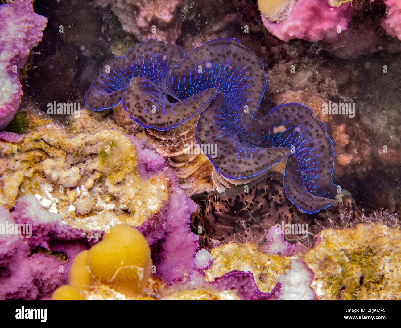 French Polynesia, Taha'a. Giant clam and coral underwater Stock Photo ...
