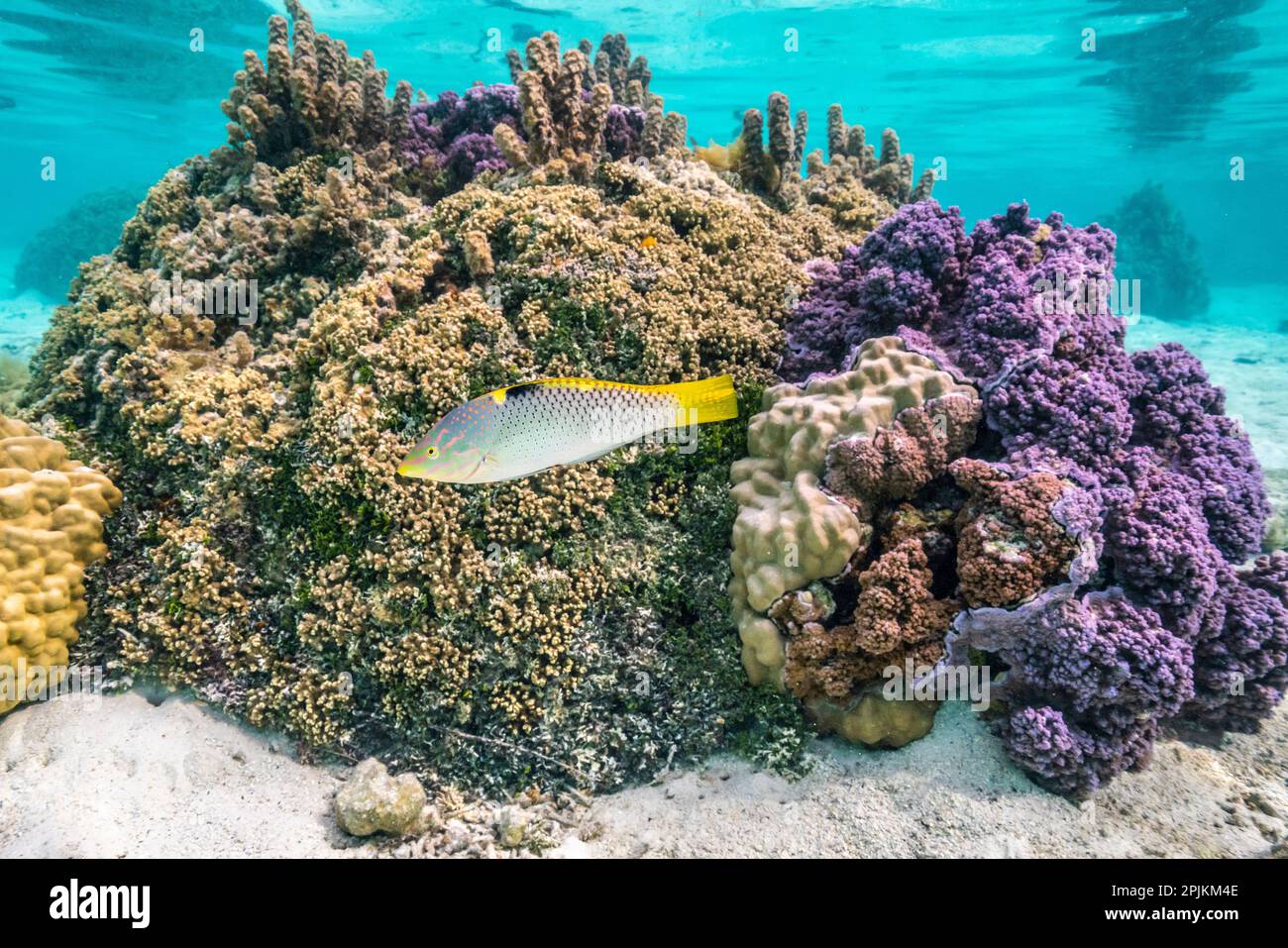 French Polynesia, Taha'a. Coral and reef fish Stock Photo - Alamy