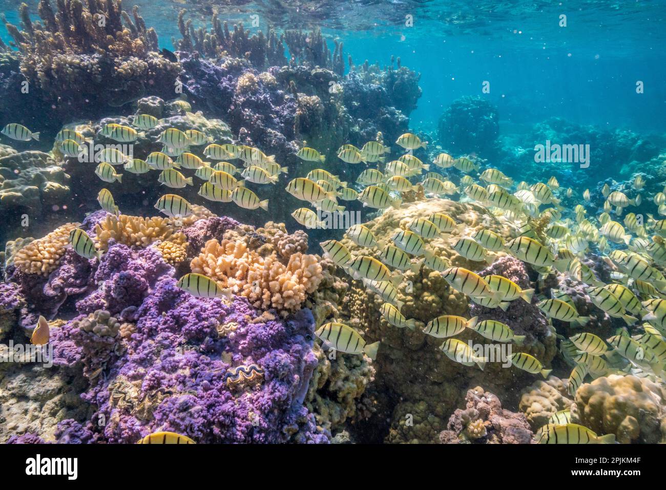 French Polynesia, Bora Bora. School of convict surgeonfish and coral ...
