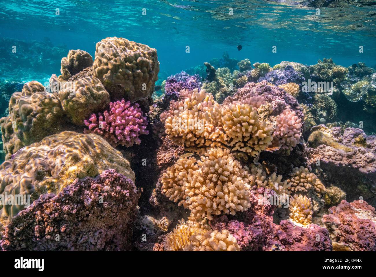 French Polynesia, Bora Bora. Close-up of coral garden Stock Photo - Alamy