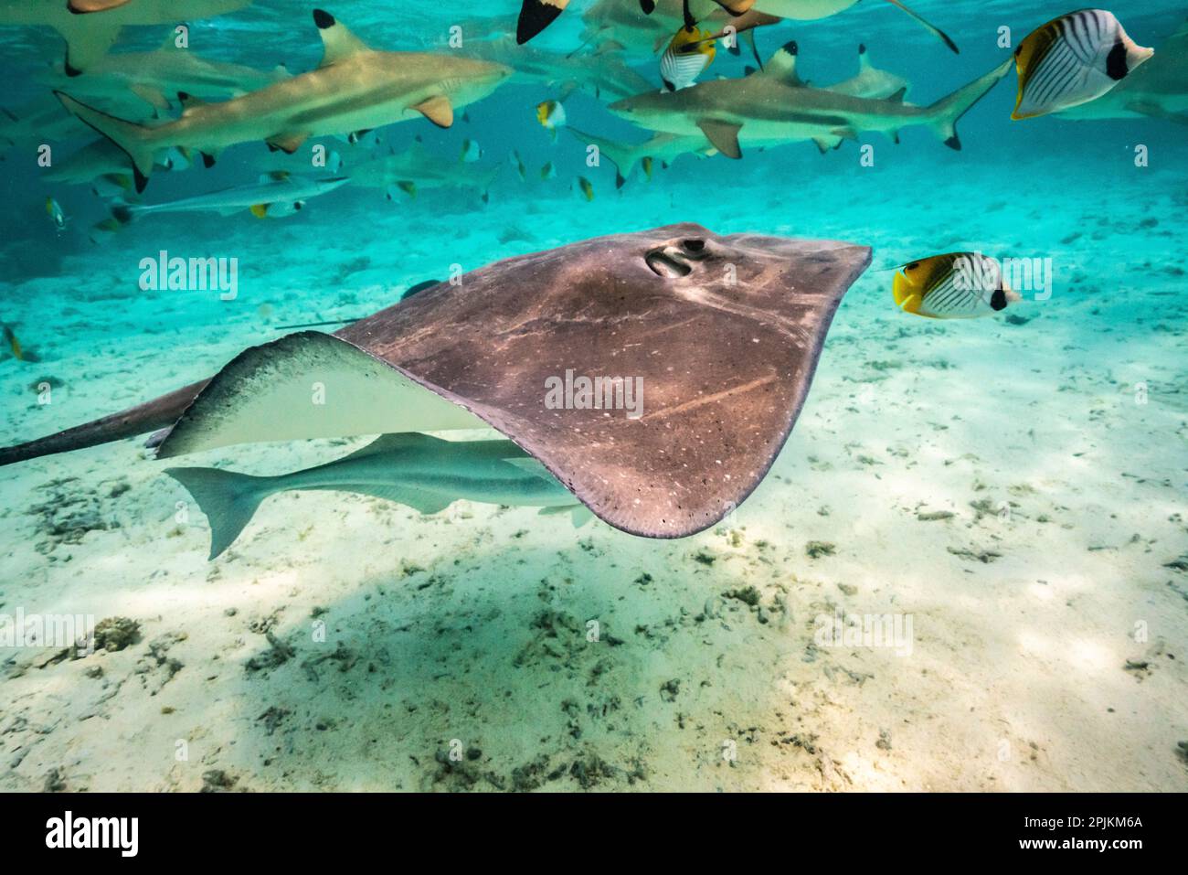 Black Tipped Reef Sharks In Tahiti