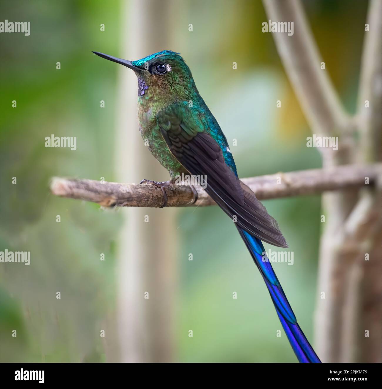 The long tailed sylph a showy Cloud Forest hummingbird Stock Photo - Alamy