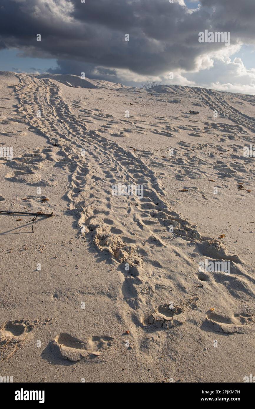 Turtle tracks lead from the turtles egg playing place to the shoreline ...