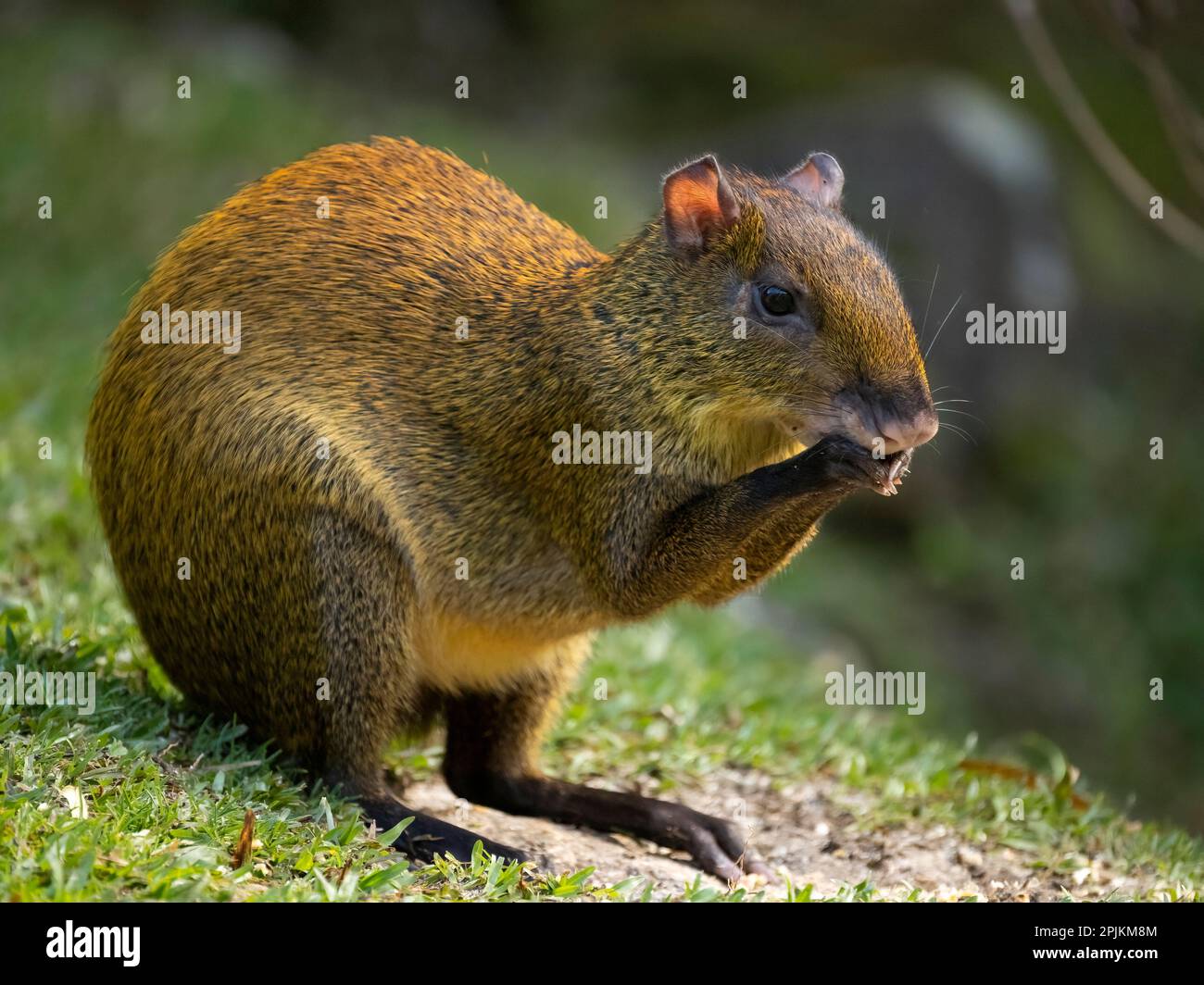 Central american agouti hi-res stock photography and images - Alamy