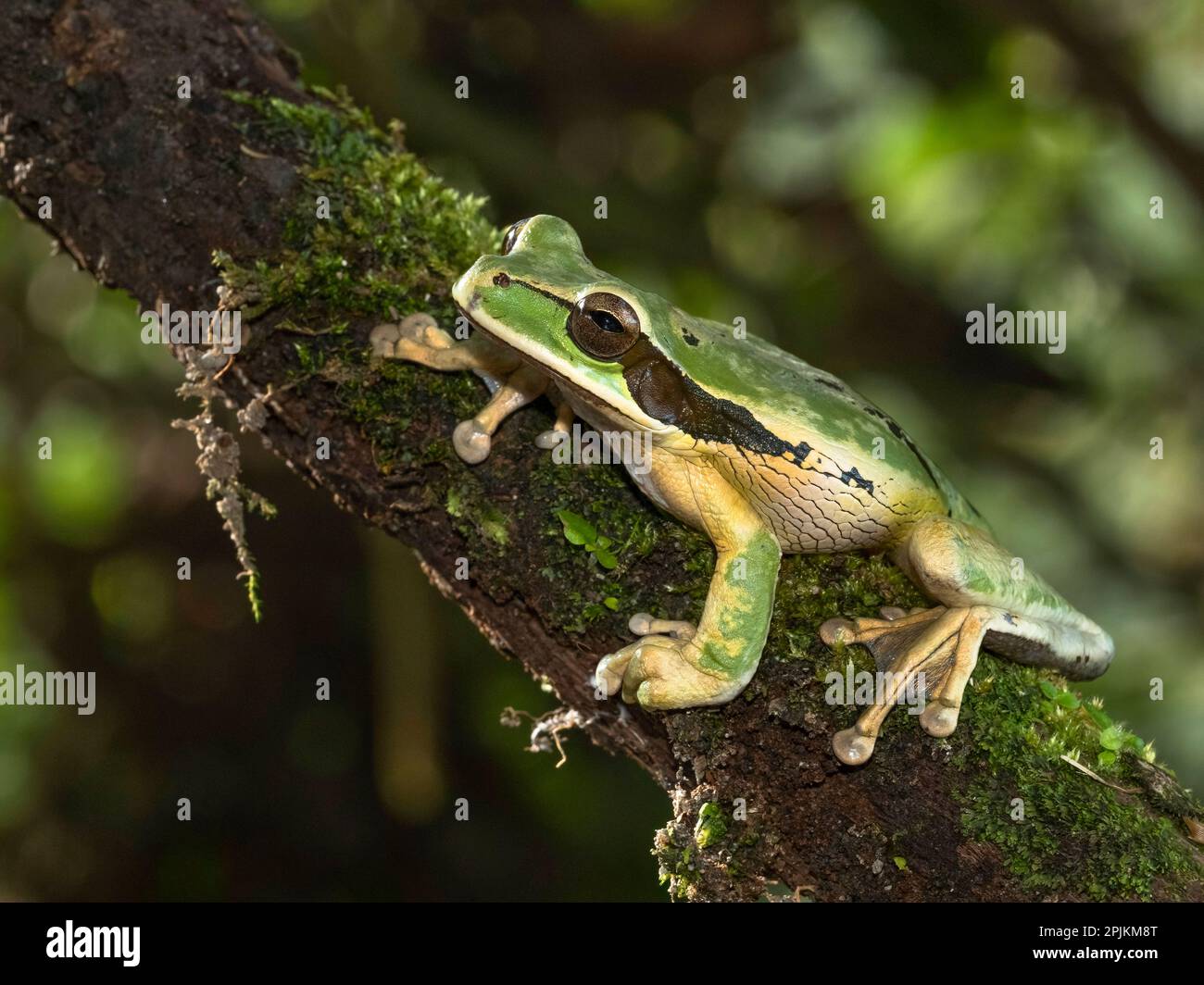Masked tree frog smilisca phaeota hi-res stock photography and images ...