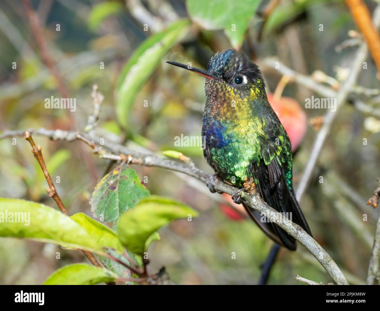 Fiery-throated hummingbird, Costa Rica, Central America Stock Photo - Alamy
