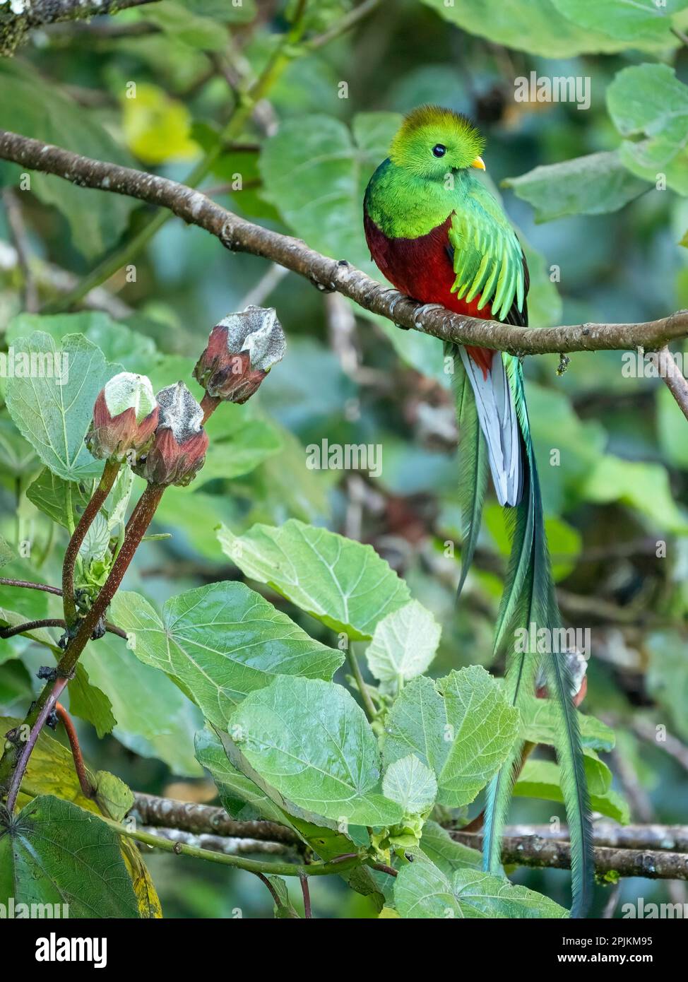 Resplendent quetzal, Costa Rica Stock Photo - Alamy