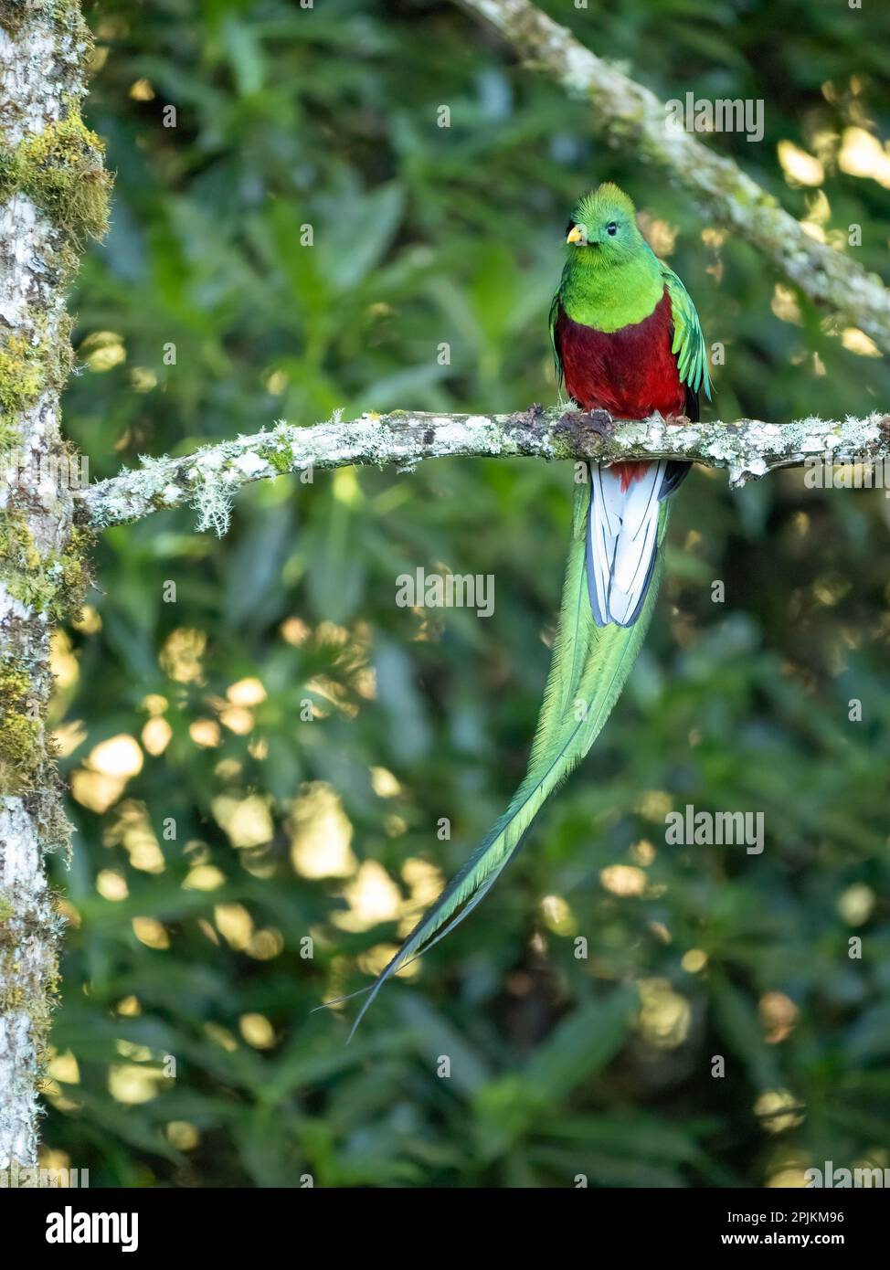 Resplendent quetzal, Costa Rica Stock Photo - Alamy