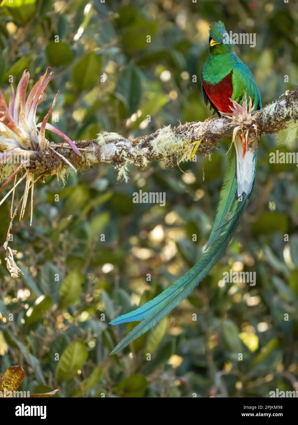Resplendent quetzal, Costa Rica Stock Photo - Alamy