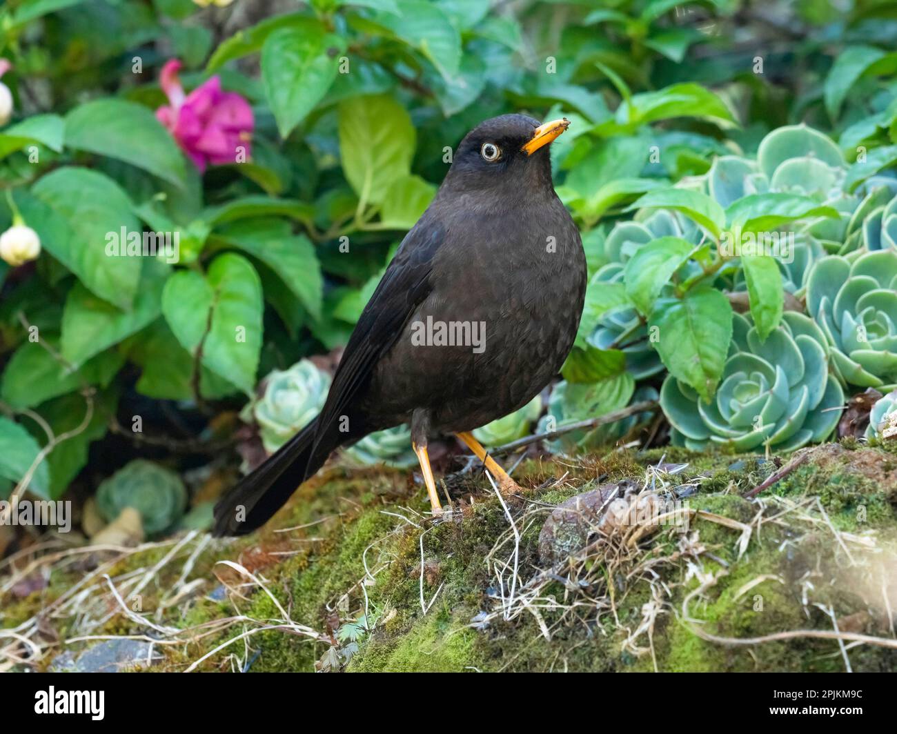 Sooty Robin, aka Sooty Thrush, Costa Rica, Central America Stock Photo ...