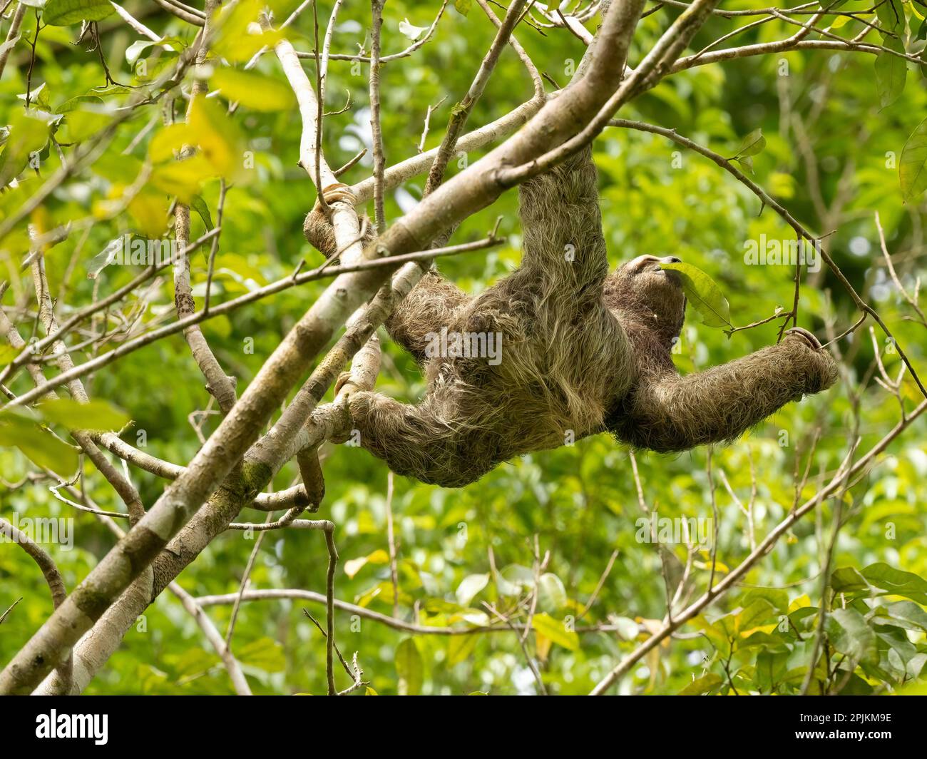 Brown-throated sloth, Costa Rica, Central America Stock Photo - Alamy