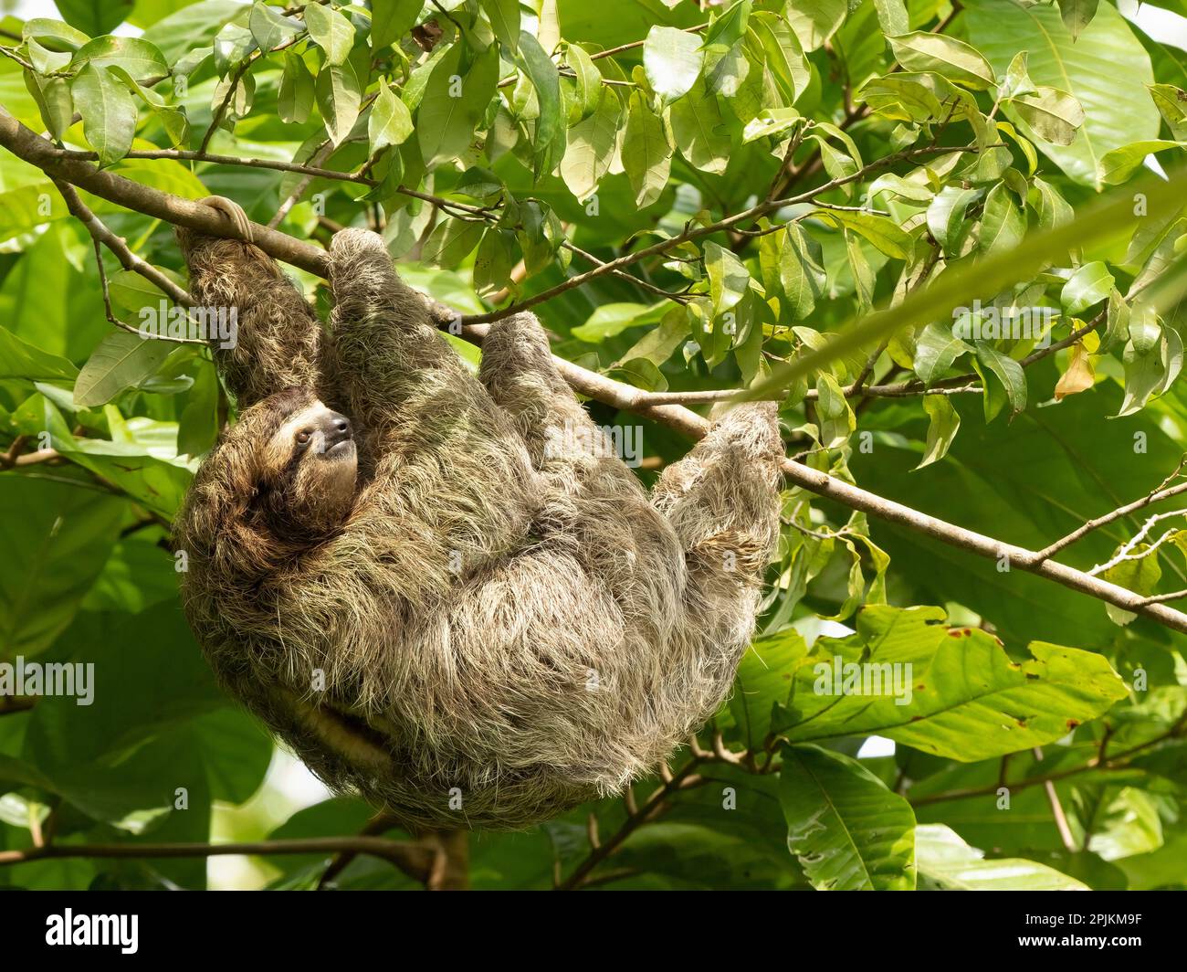 Brown-throated sloth, Costa Rica, Central America Stock Photo - Alamy