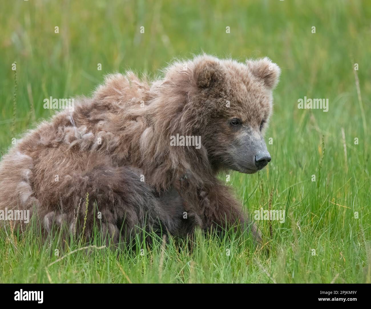 Brown bear cub eating sedge grasses Stock Photo - Alamy