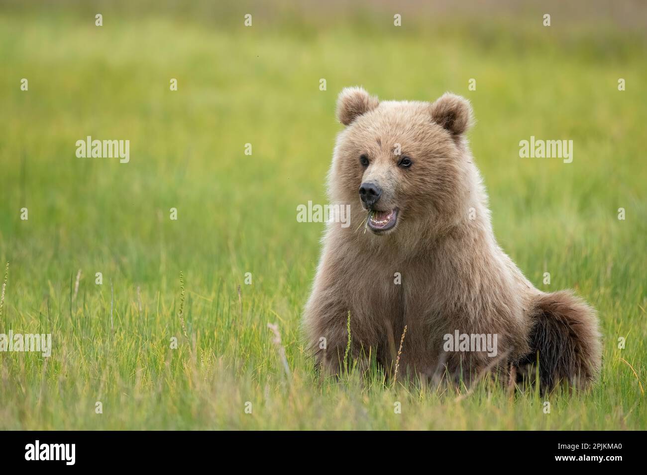 Brown bear cub eating sedge grasses Stock Photo - Alamy
