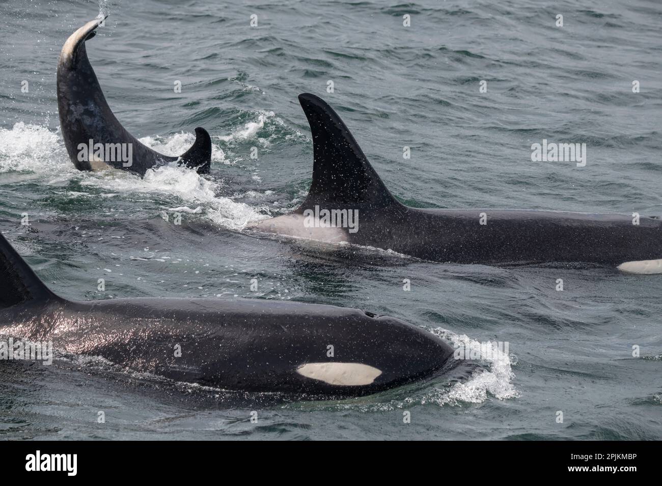Whale family swimming hi-res stock photography and images - Alamy