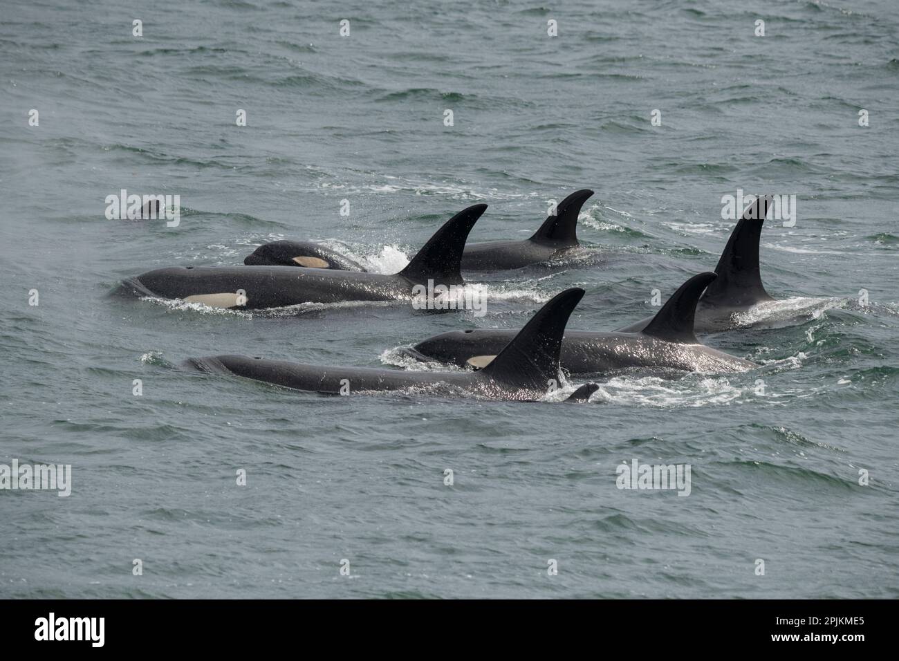 Big pod of orcas in Icy Strait a family unit Stock Photo - Alamy