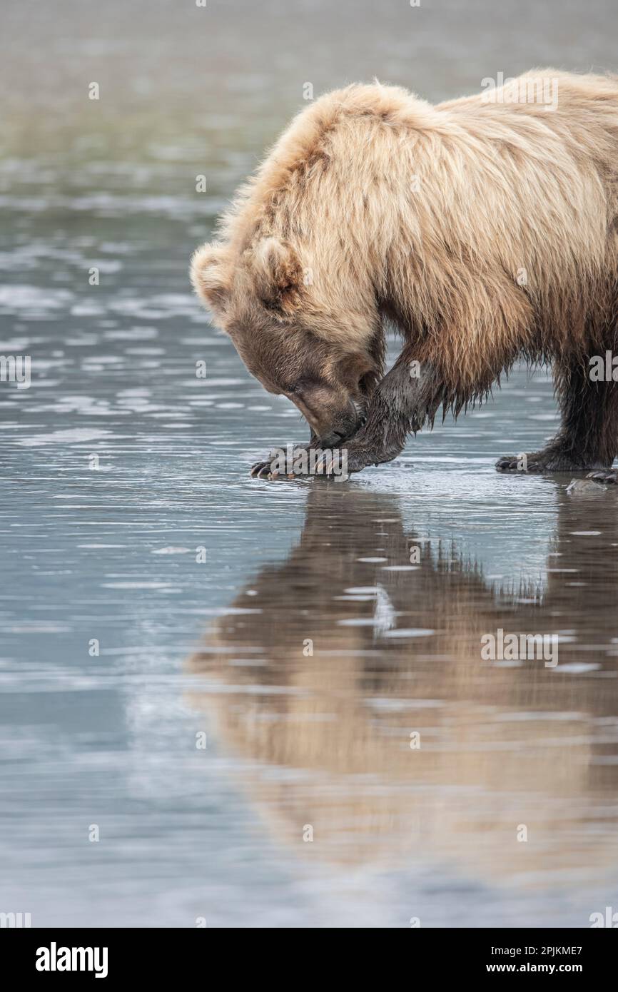 Clamming brown bear reflected at low tide along Cook Inlet Stock Photo ...