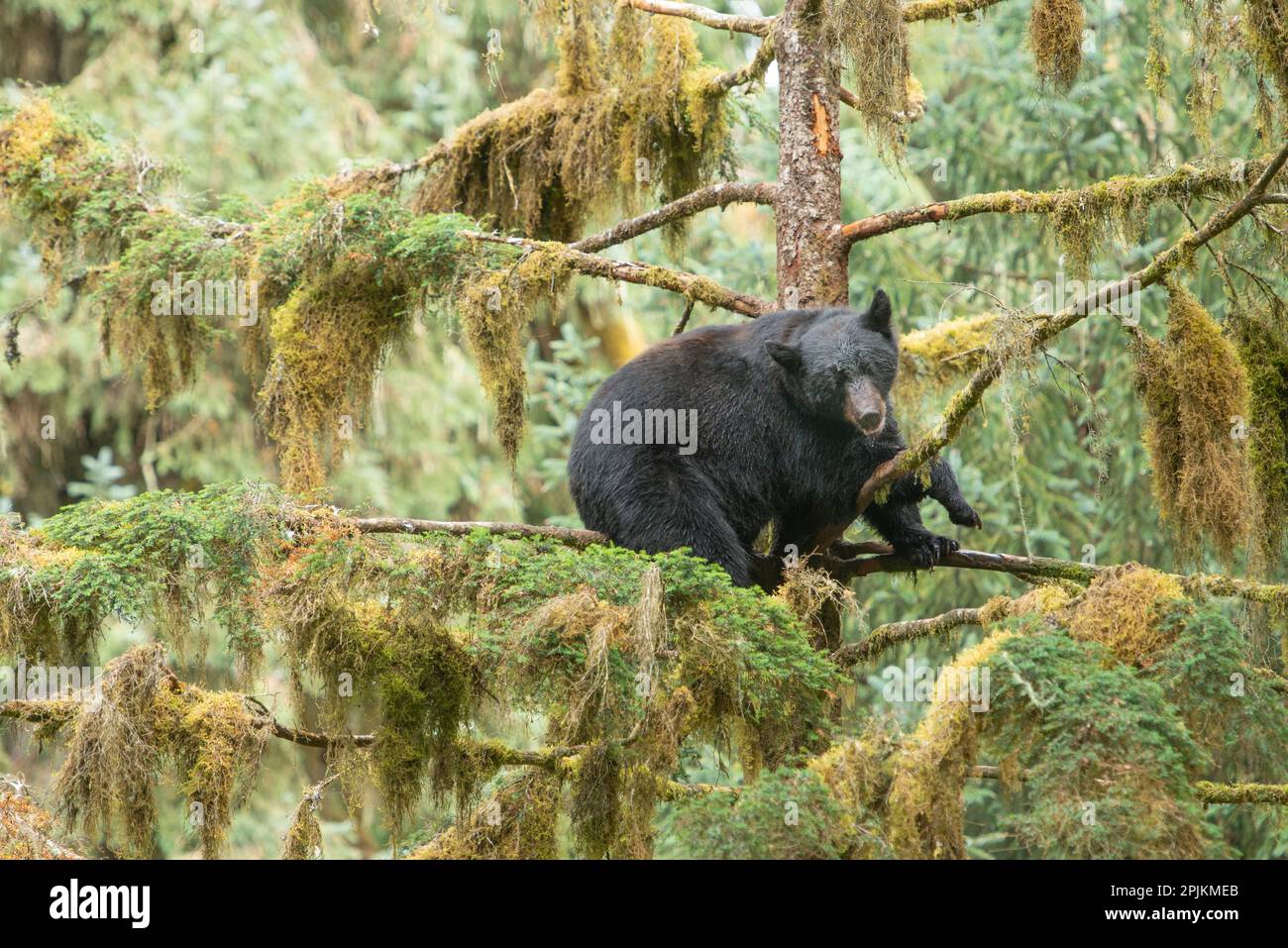 Cub resting in a tree to escape male bears, which could kill it Stock ...