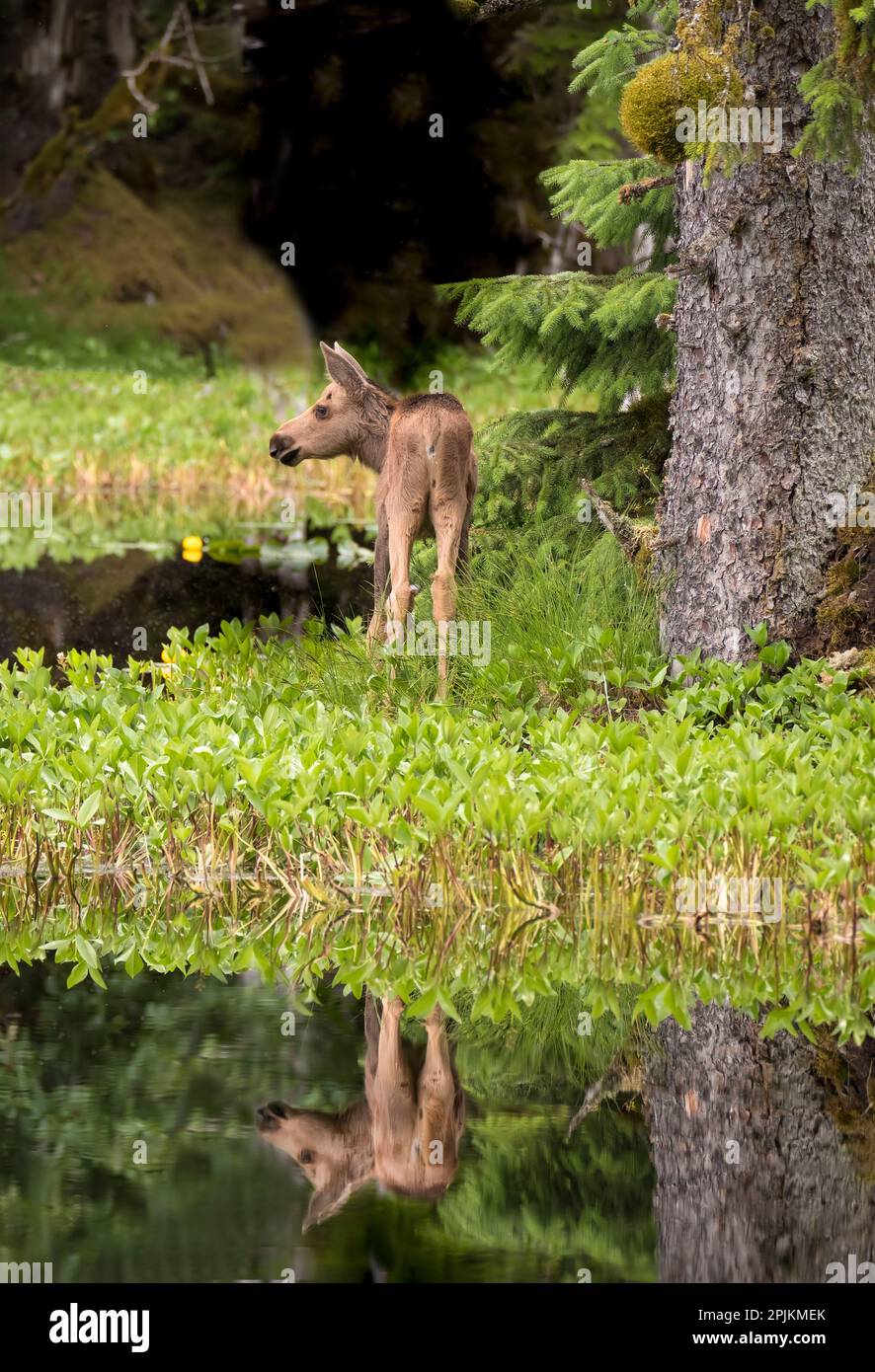 Tiny moose calf waits for its mother at a rainforest pond at Bartlett ...