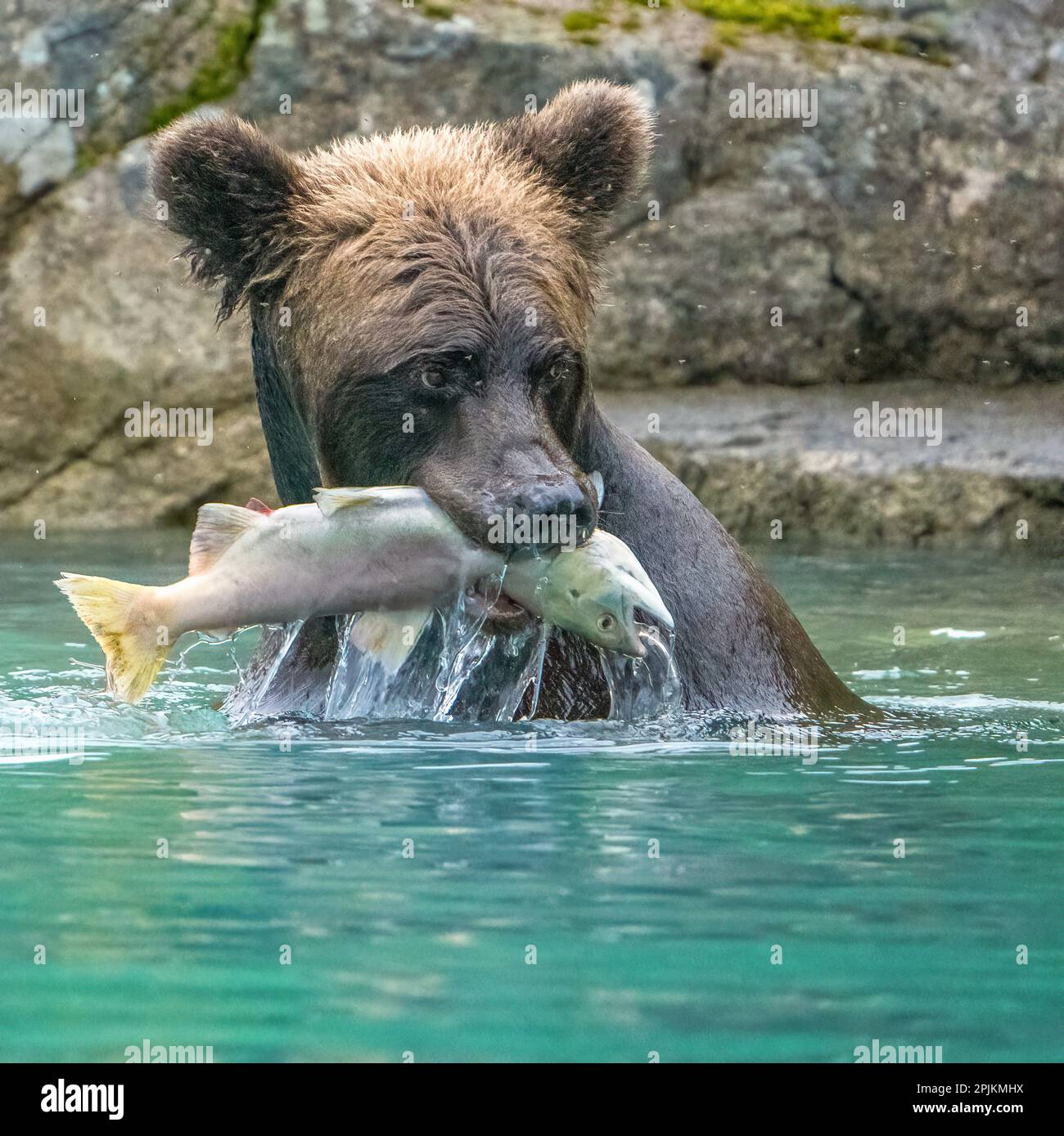 Alaska, Lake Clark. Grizzly bear holds fish while sitting in the water ...